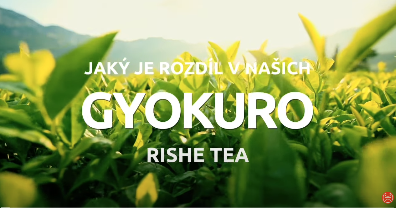Jaký je rozdíl v Gyokuro od Rishe Tea - Rishe Tea